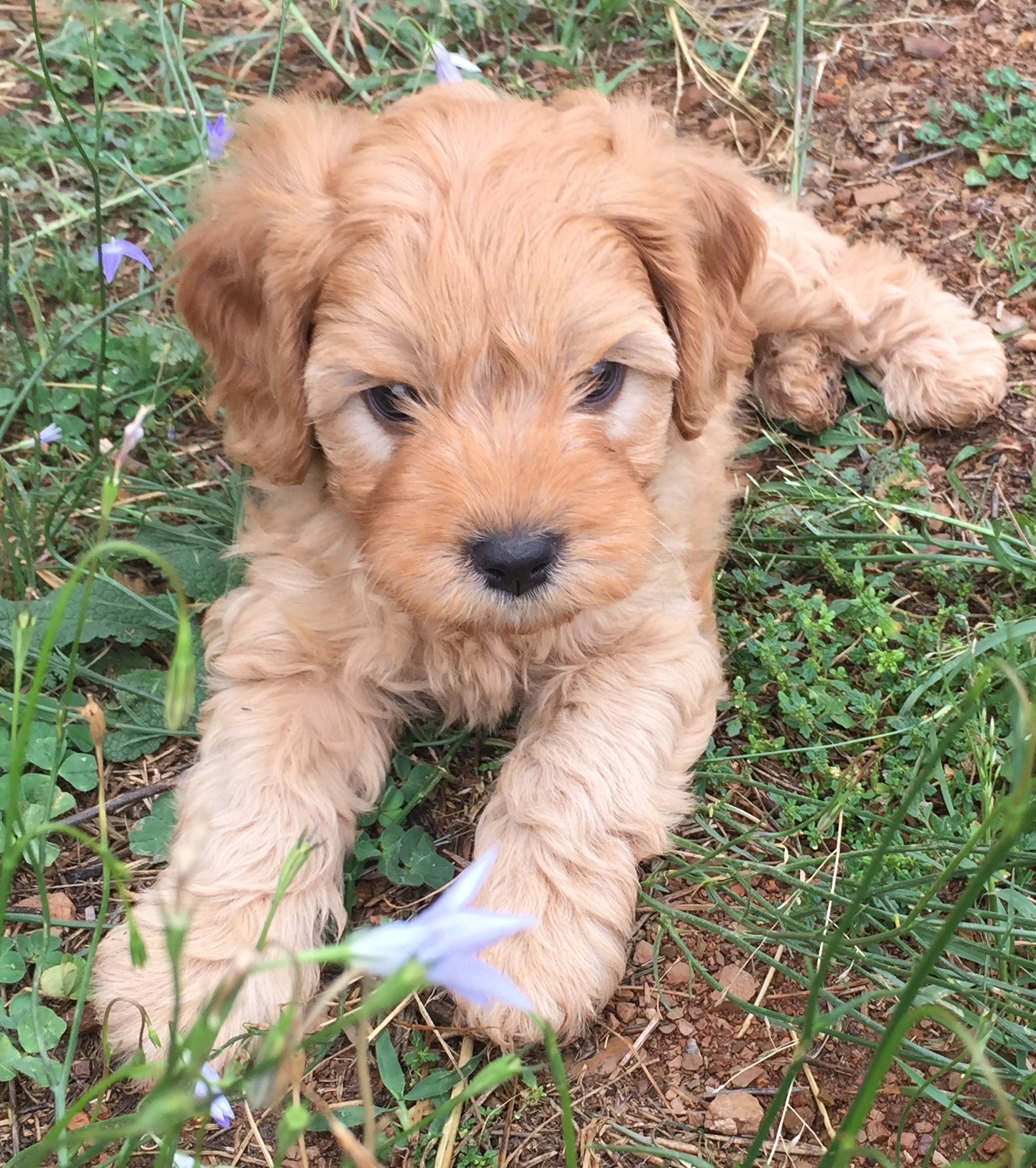 cavoodle-ruby-male-6-weeks-old-gucci-litter-max – Hill Top Family Pups