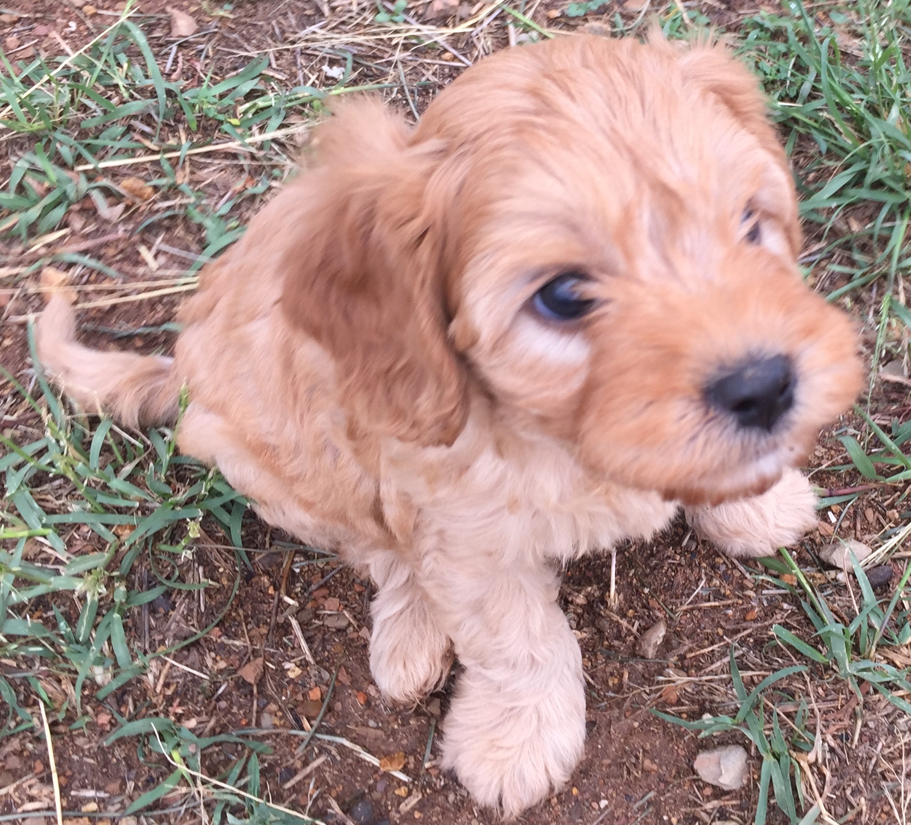 cavoodle-ruby-male-6-weeks-old-gucci-litter-max-2 – Hill Top Family Pups